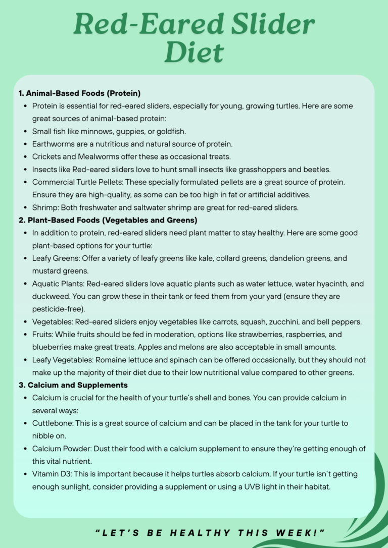 Red-Eared Slider Diet: A Complete Guide for a Healthy Turtle
